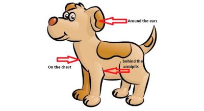 cartoon-dog-ticks - Vet In Thornhill | Doncaster Animal Clinic