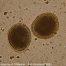 roundworm-eggs-fecal-float dog - Vet In Thornhill | Doncaster Animal Clinic